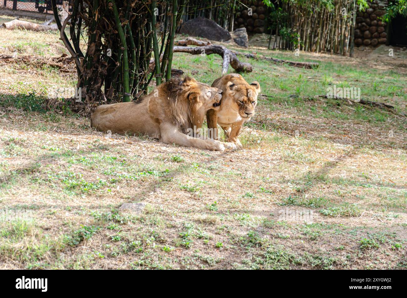 African lions in captivity hi-res stock photography and images - Alamy