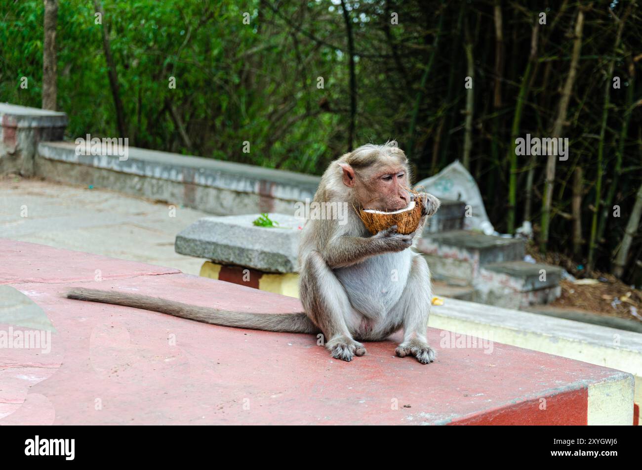 Primate eating coconut hi-res stock photography and images - Alamy