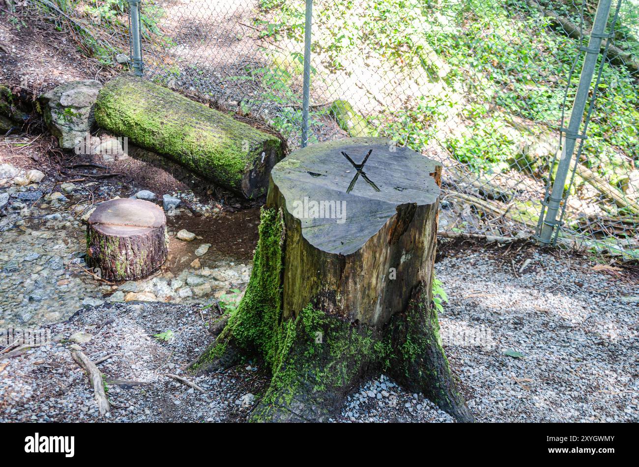 Round stump moss hi-res stock photography and images - Alamy