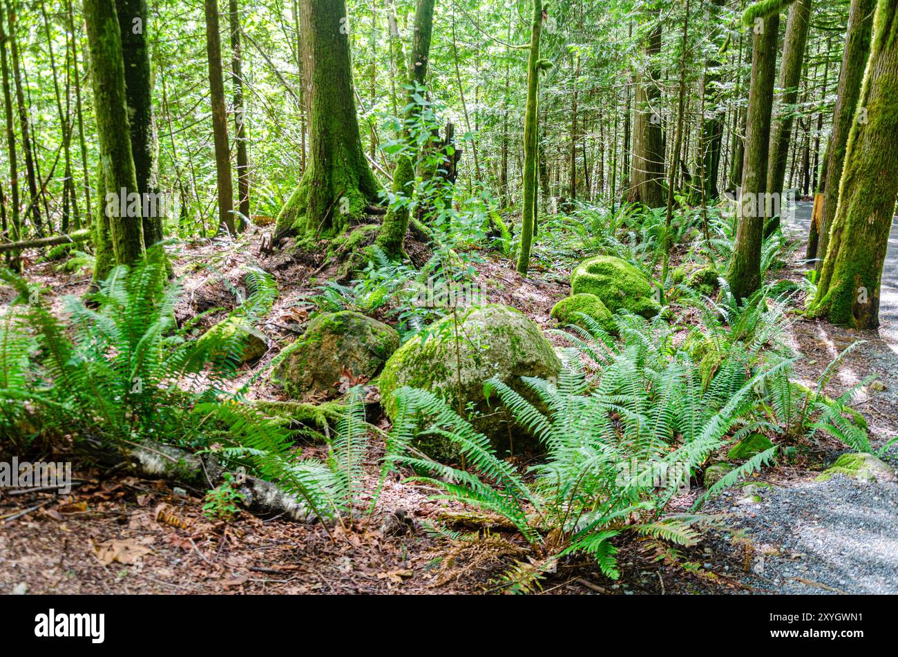 Inside a dense pine tree forest with streams, large moss covered pine ...