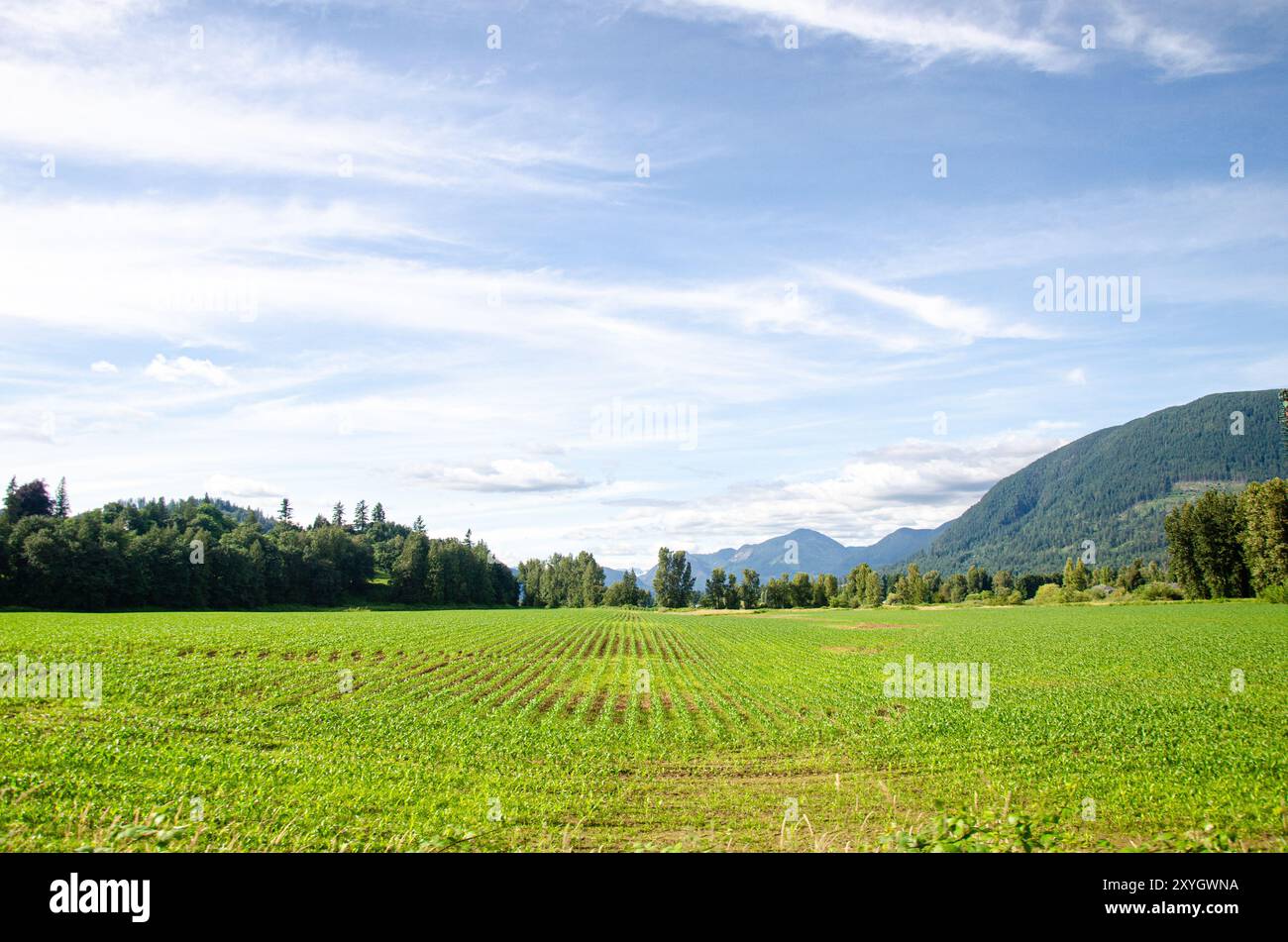 Agricultural farms in the Fraser Valley, BC, Canada Stock Photo - Alamy