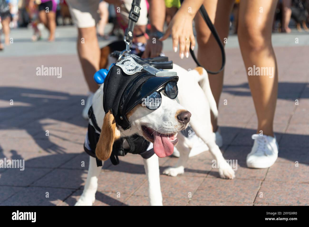Salvador, Bahia, Brazil - June 30, 2024: Dogs dressed as characters are ...