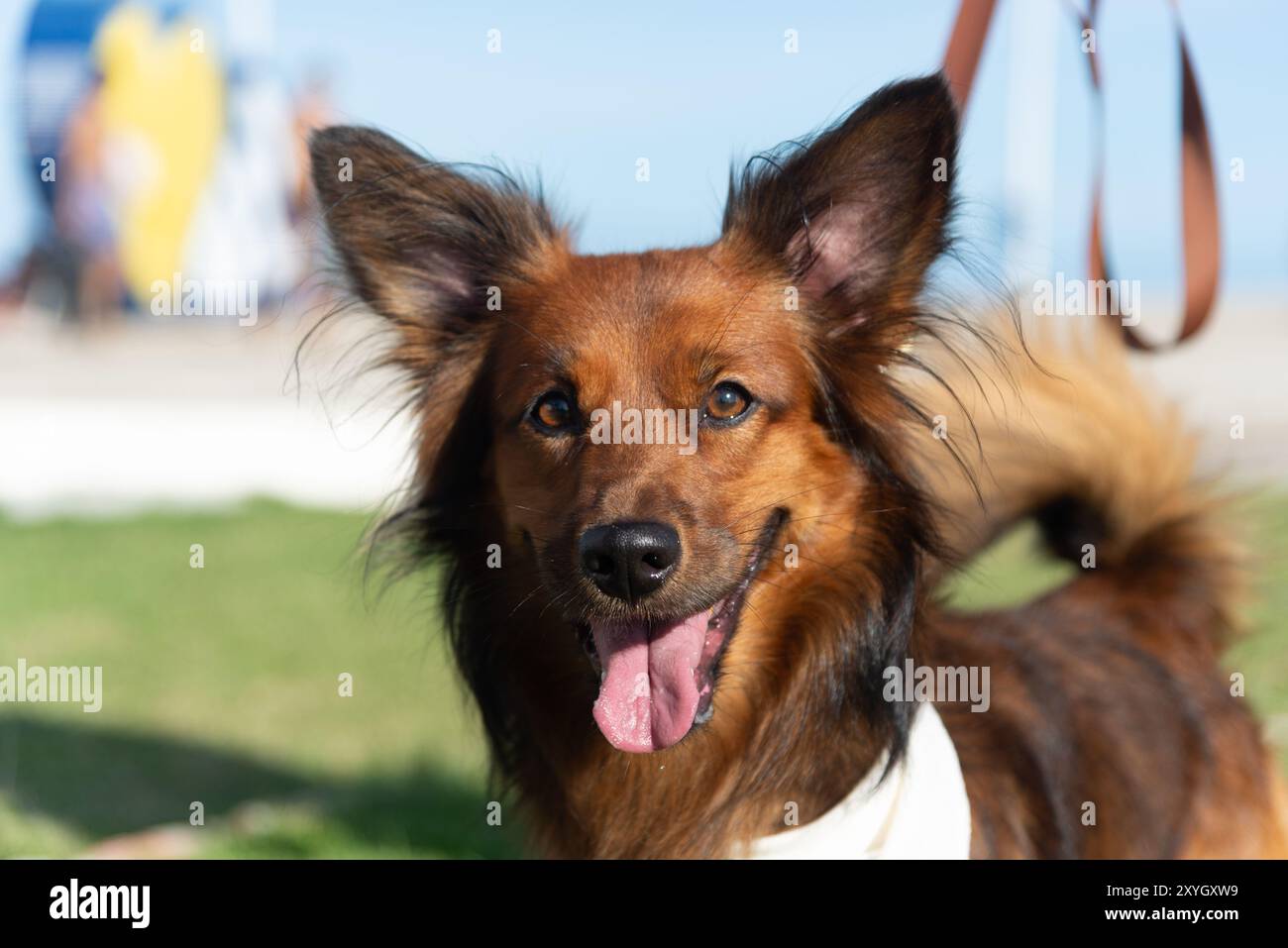 Salvador, Bahia, Brazil - June 30, 2024: Dogs are seen dressed up ...