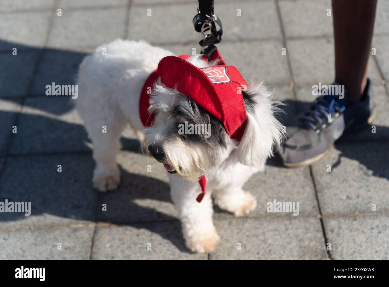 Salvador, Bahia, Brazil - June 30, 2024: Dogs are seen parading in ...