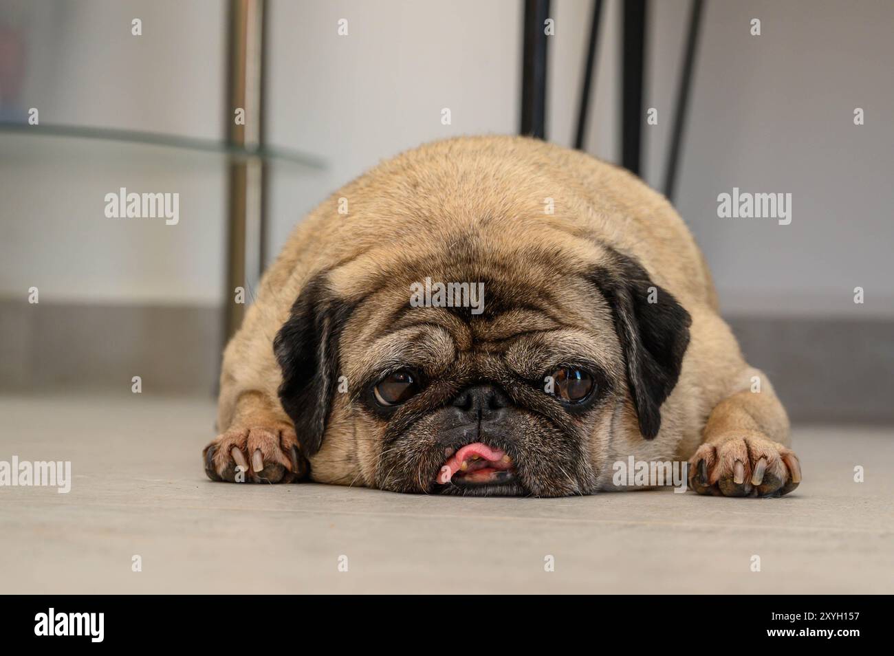 Old pug lying on the floor of a house Stock Photo - Alamy