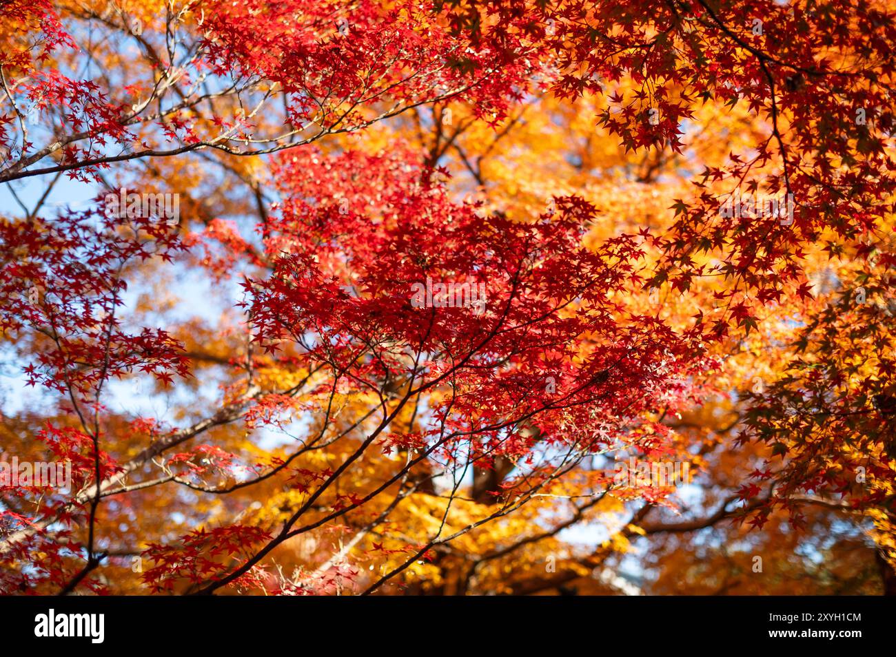 Vibrant hues create hi-res stock photography and images - Alamy