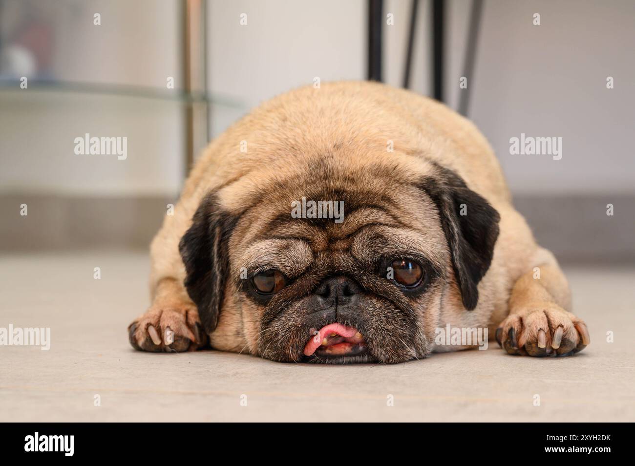 Portrait of Old pug resting Stock Photo - Alamy