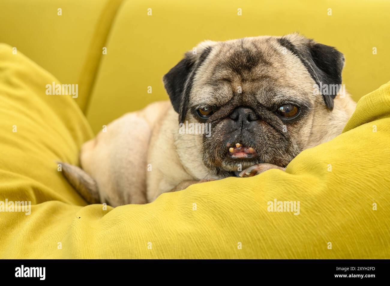 Sad pug lying on hi-res stock photography and images - Alamy