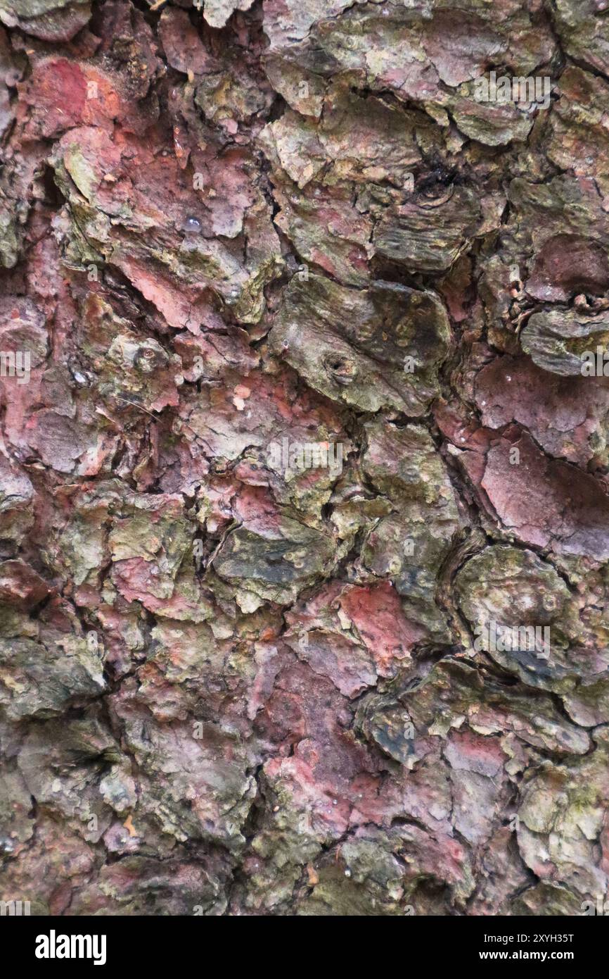 Spooky tree bark hi-res stock photography and images - Alamy