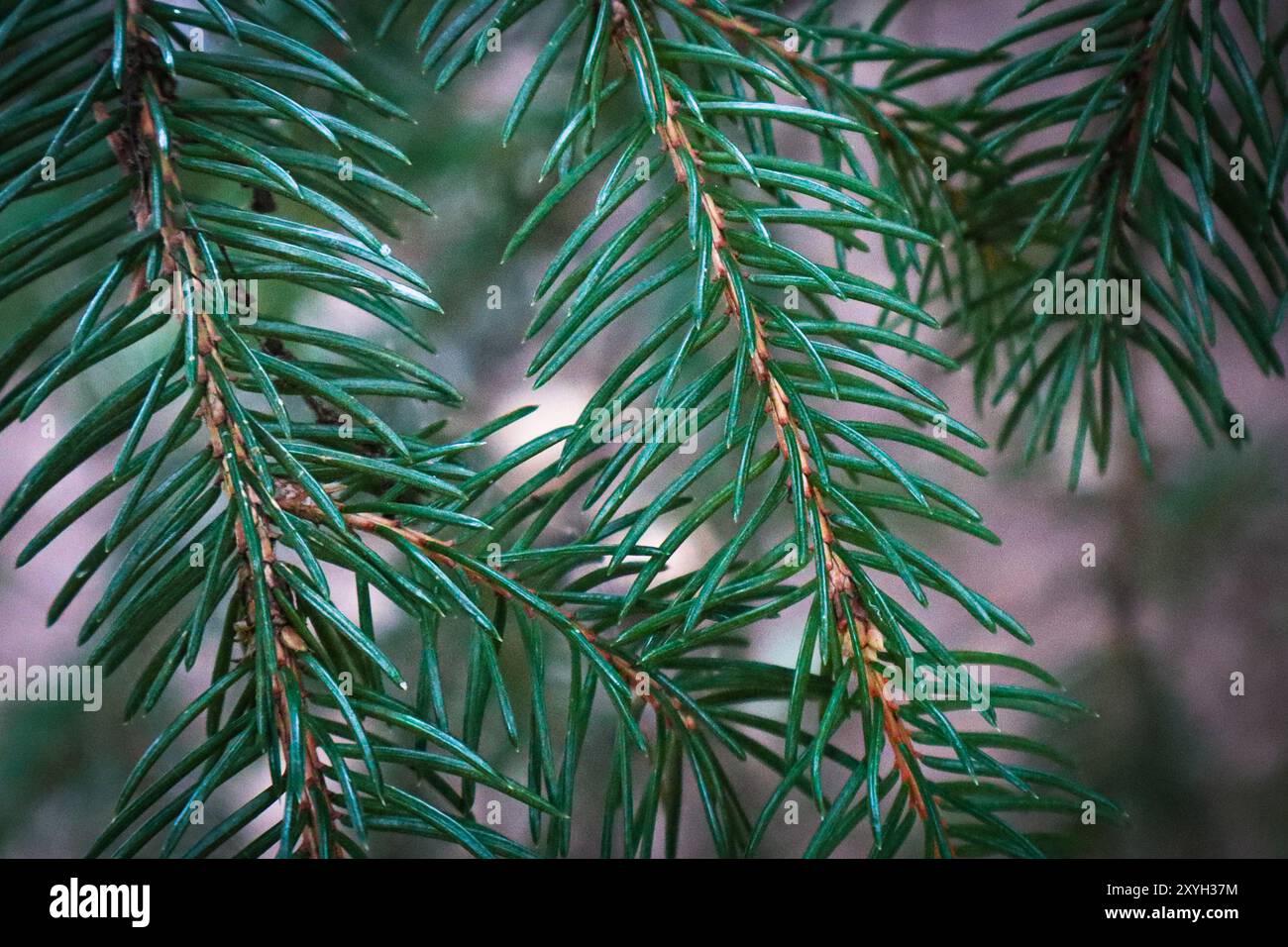 Sturdy tree branch hi-res stock photography and images - Alamy