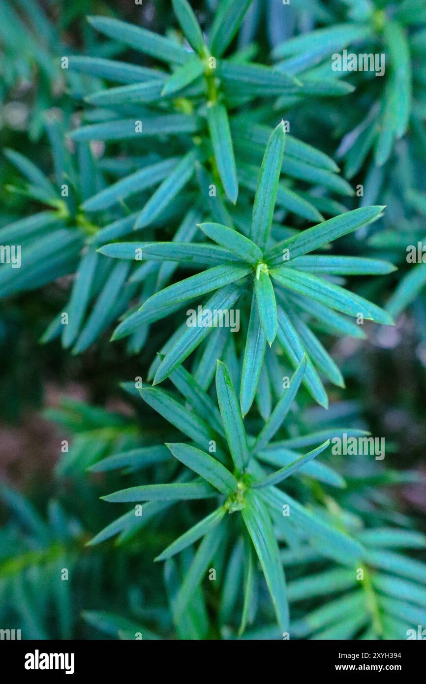 Summer fall winter tree hi-res stock photography and images - Alamy