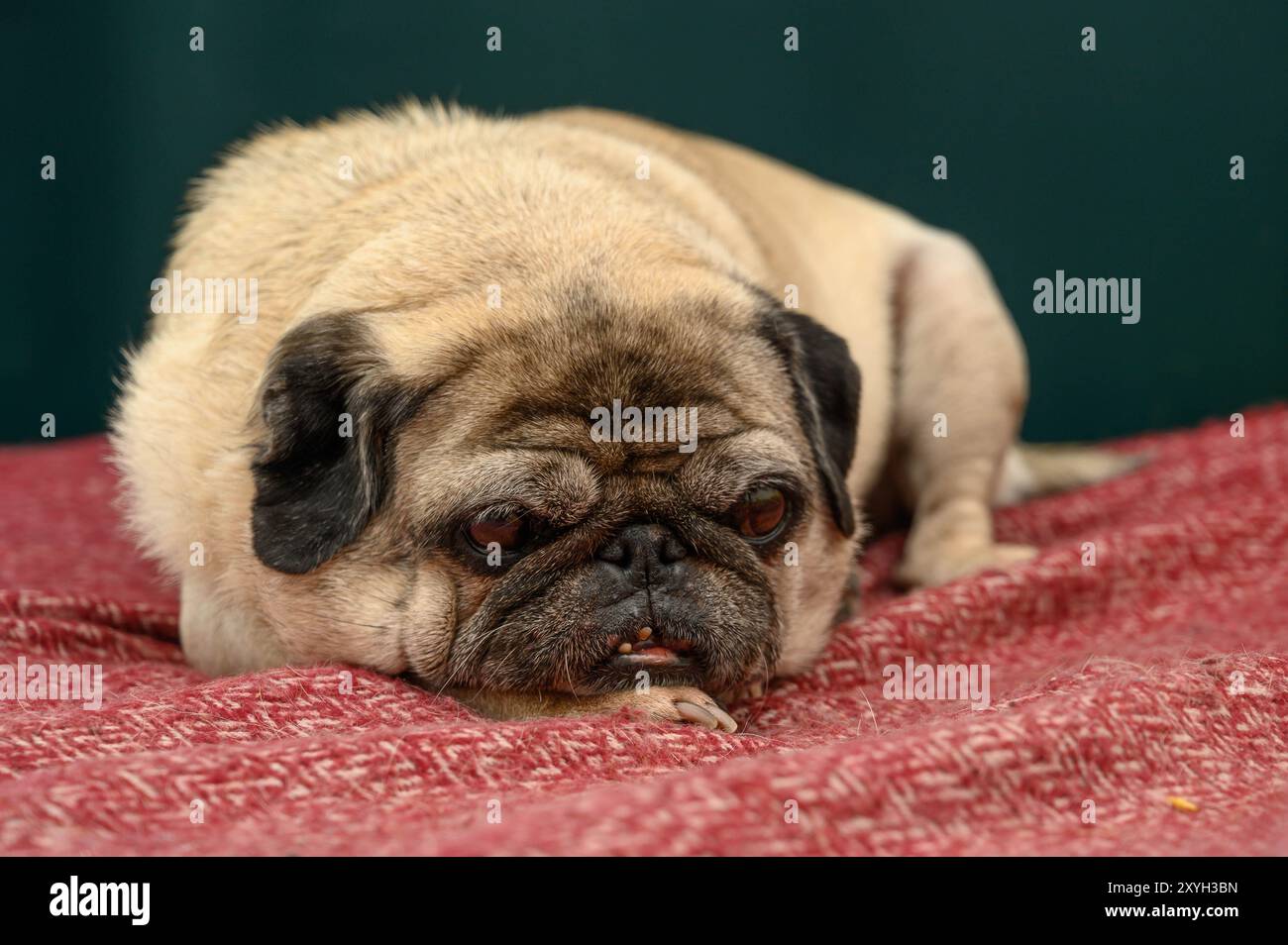 Dog pug sleep lying hi-res stock photography and images - Alamy