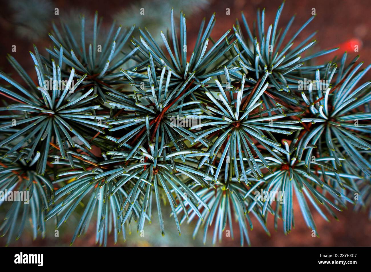 Atlas cedar forest hi-res stock photography and images - Alamy