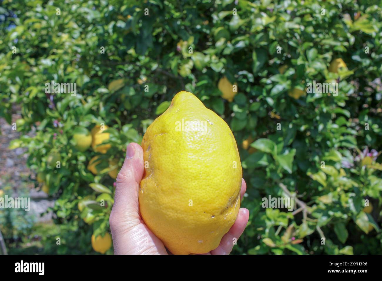 Left hand gardening hi-res stock photography and images - Alamy