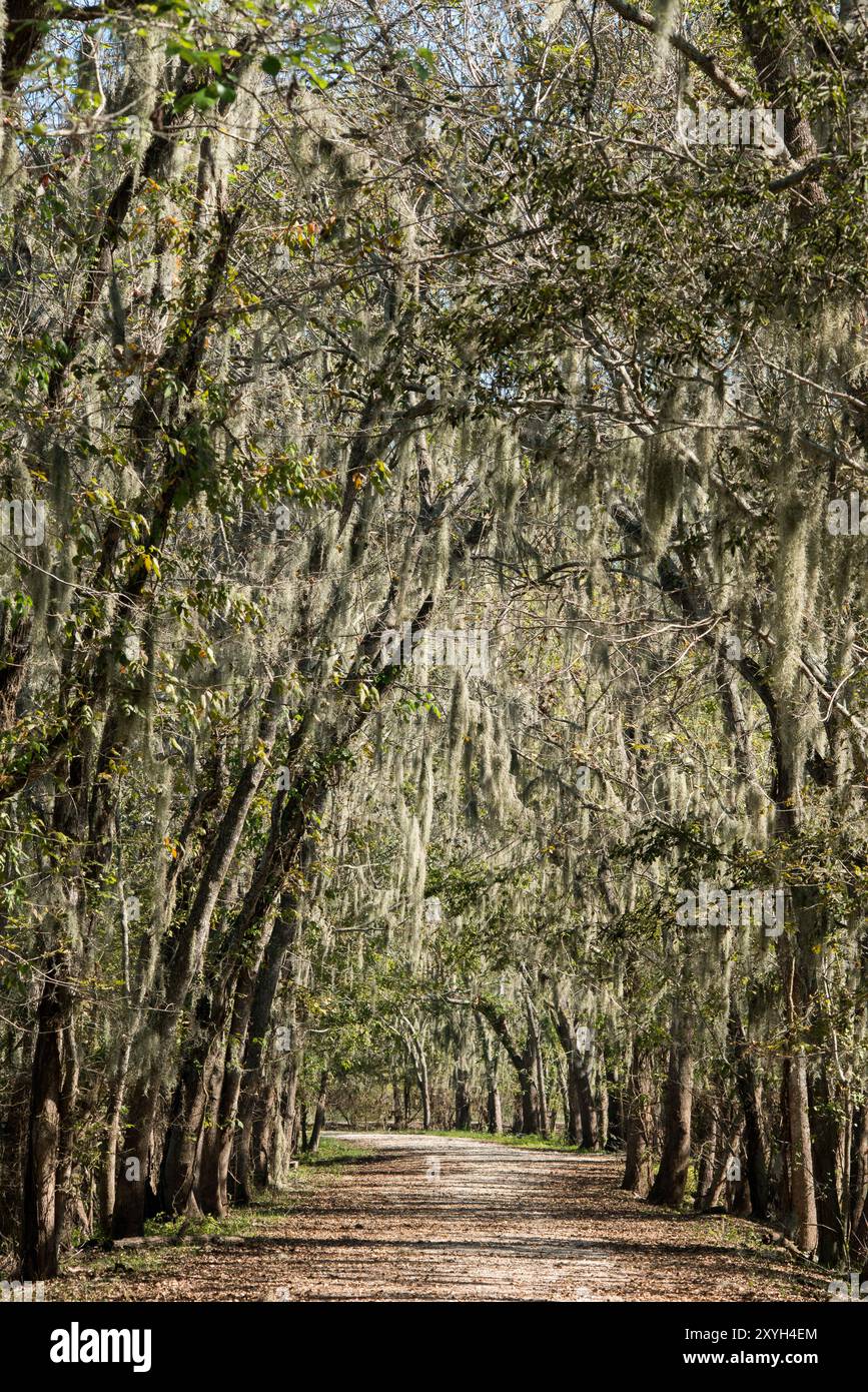 Brazos Bend State Park, Texas Stock Photo - Alamy