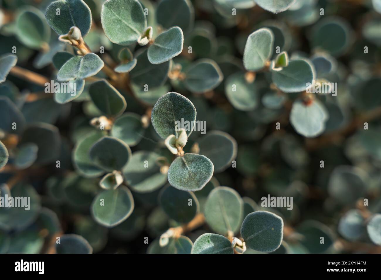 Geometric leaves of the Australian Correa alba Stock Photo - Alamy