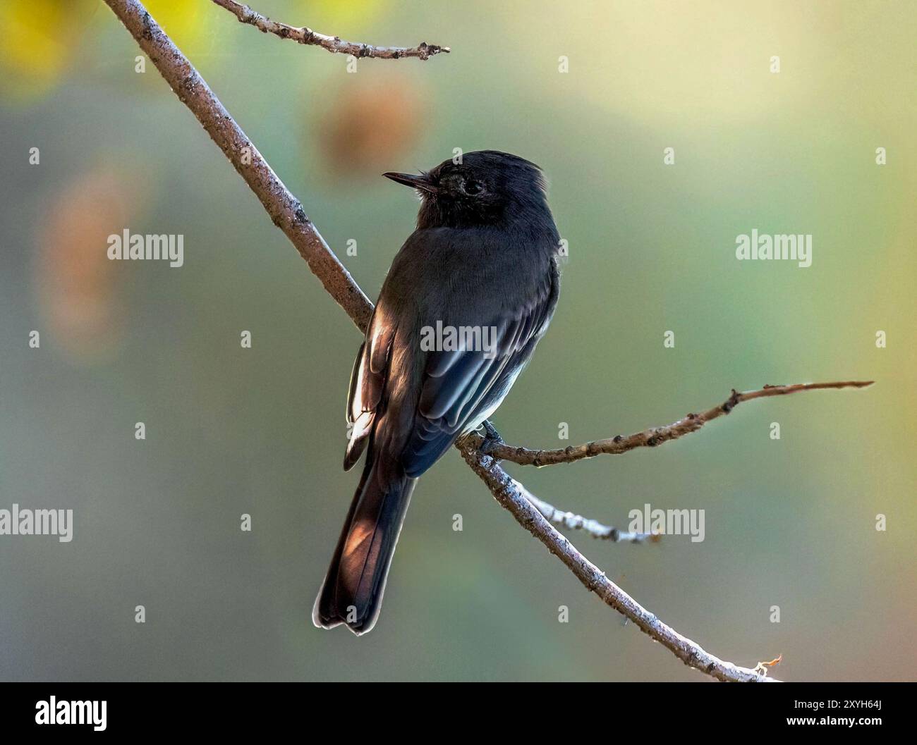 A Black Phoebe flycatcher bird resting on a low lying branch under a ...