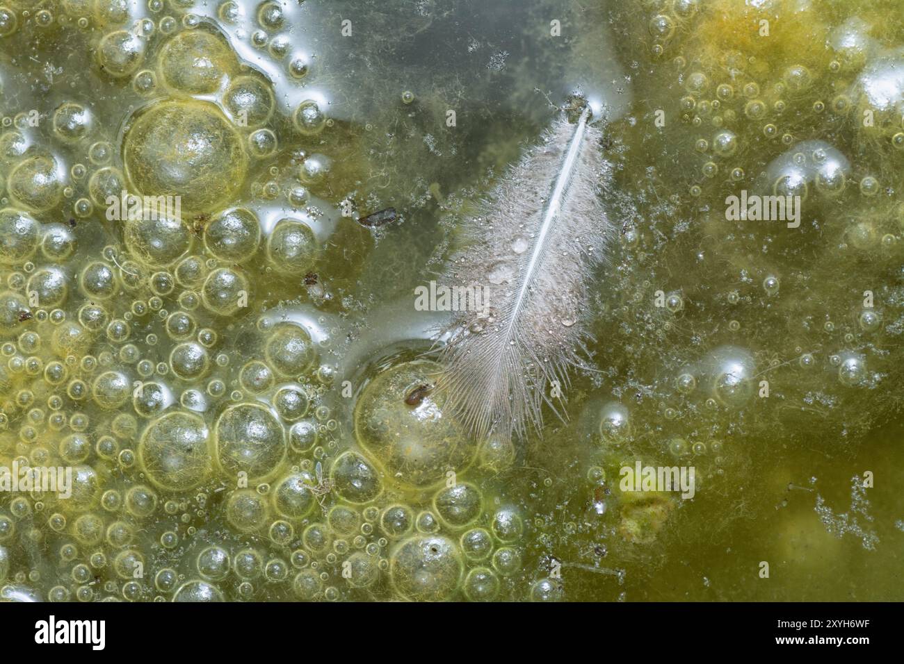 Green bubbles slimy algae floating on the surface of the water Stock ...