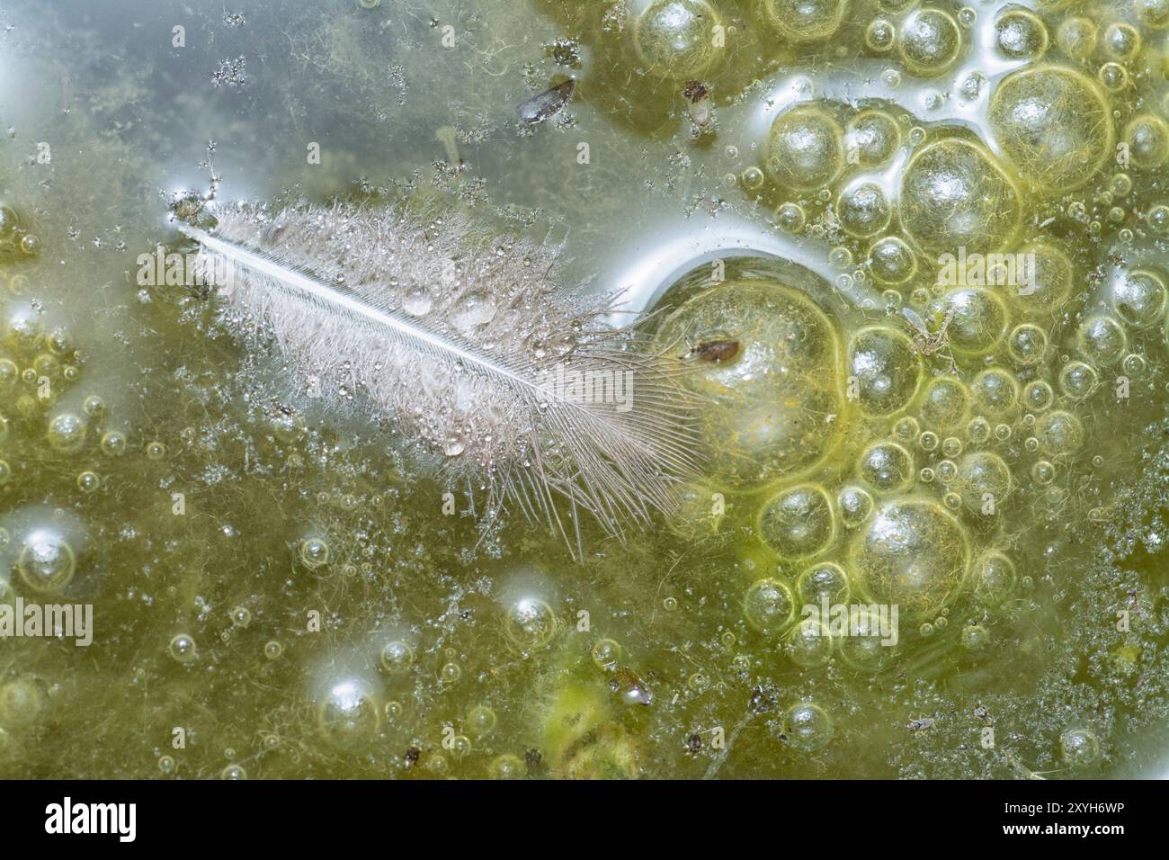 Green bubbles slimy algae floating on the surface of the water Stock ...