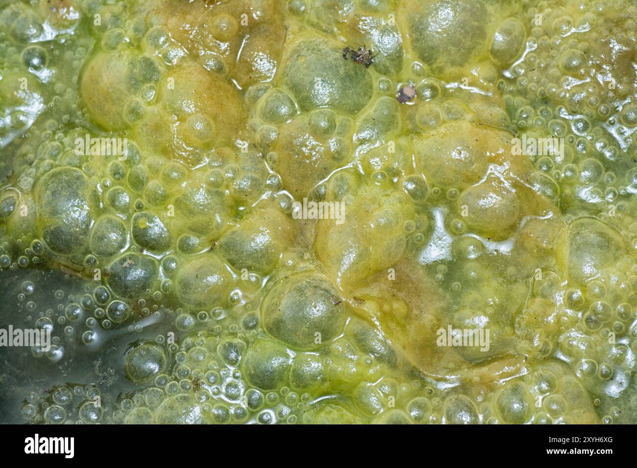 Green bubbles slimy algae floating on the surface of the water Stock ...