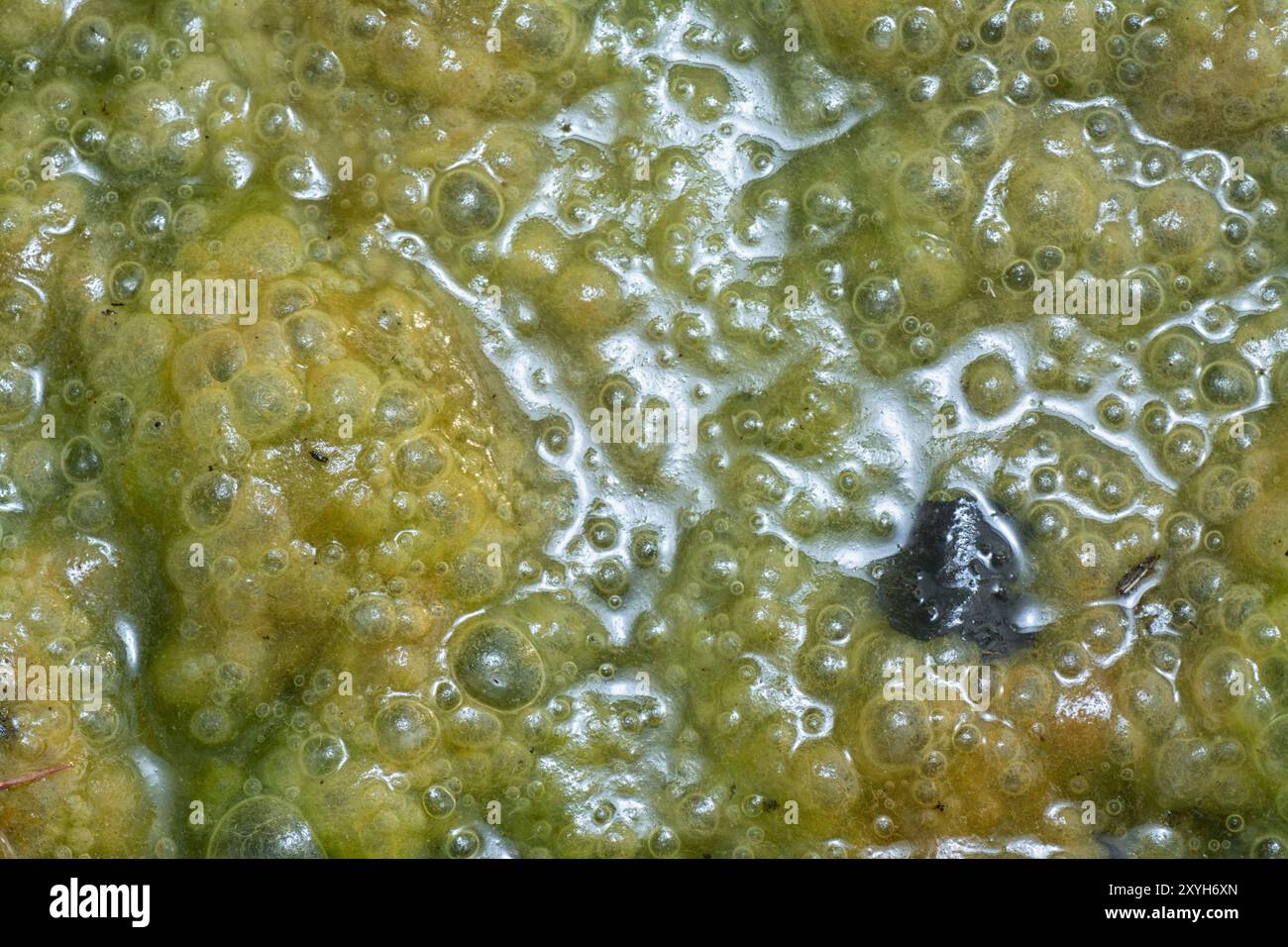 Green bubbles slimy algae floating on the surface of the water Stock ...