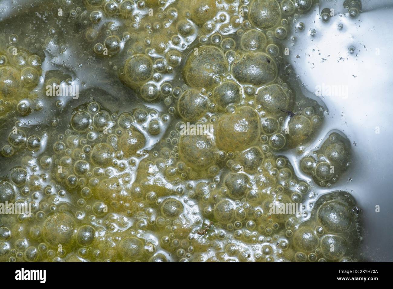 Green bubbles slimy algae floating on the surface of the water Stock ...