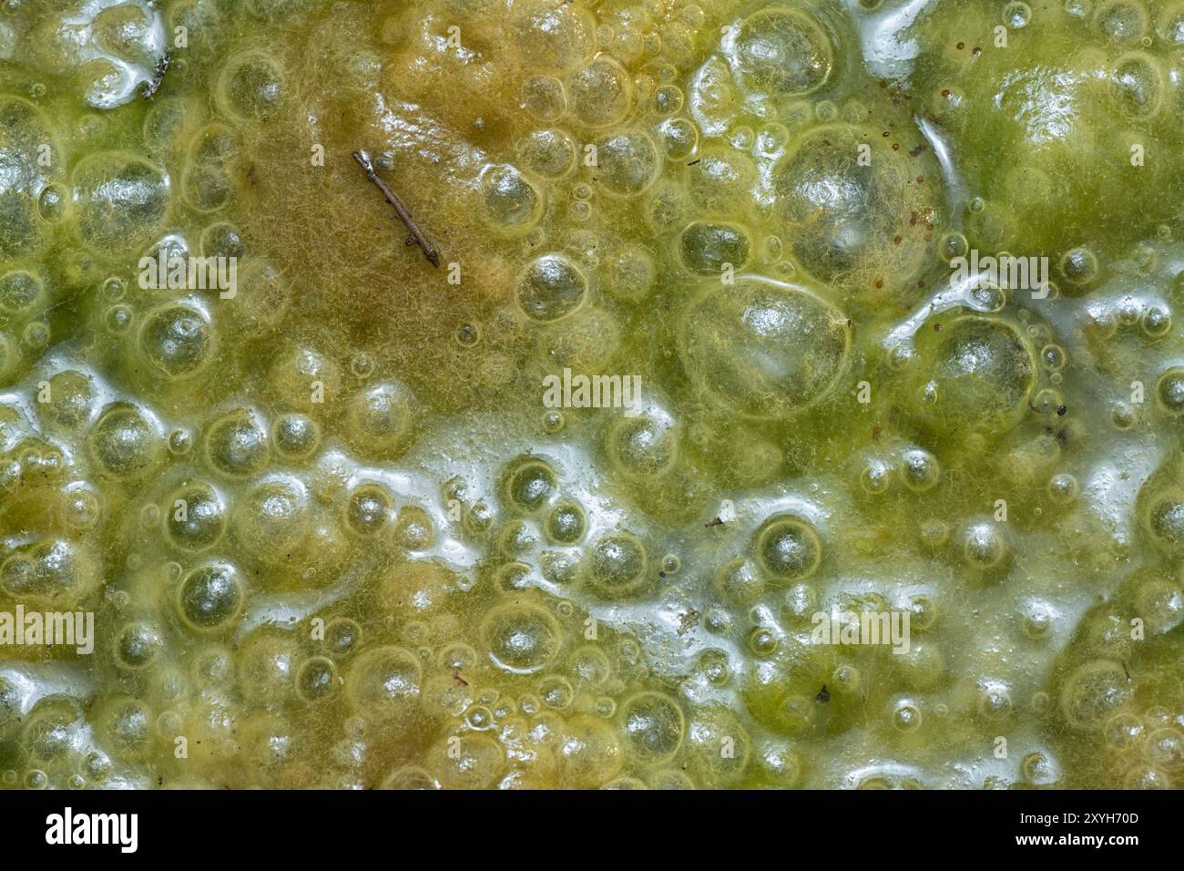 Green bubbles slimy algae floating on the surface of the water Stock ...