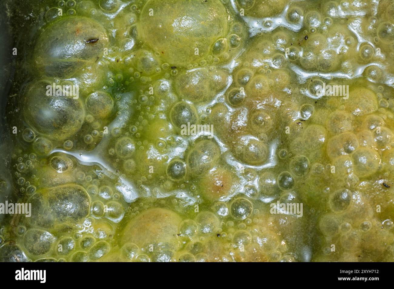 Green bubbles slimy algae floating on the surface of the water Stock ...