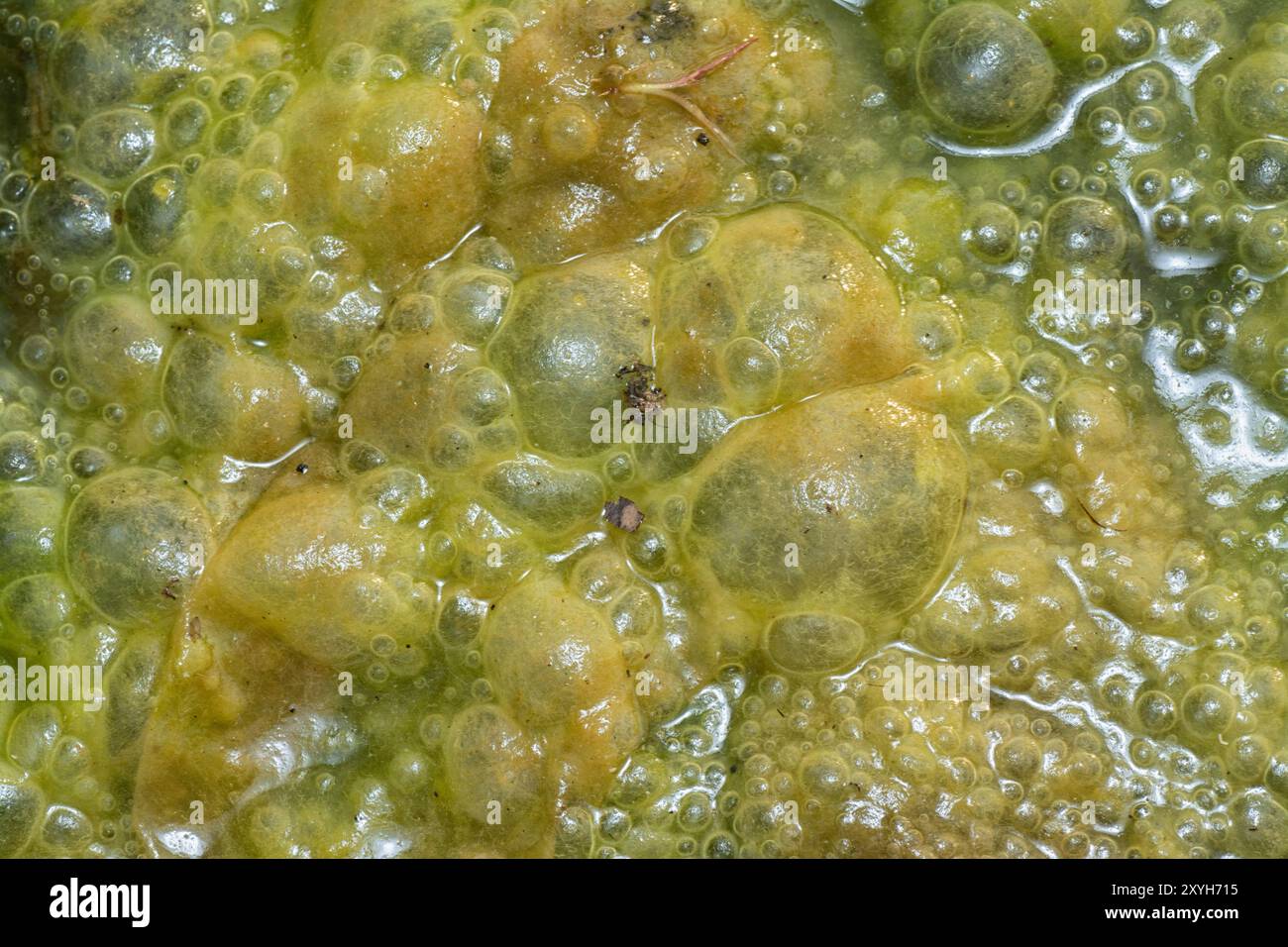 Green bubbles slimy algae floating on the surface of the water Stock ...