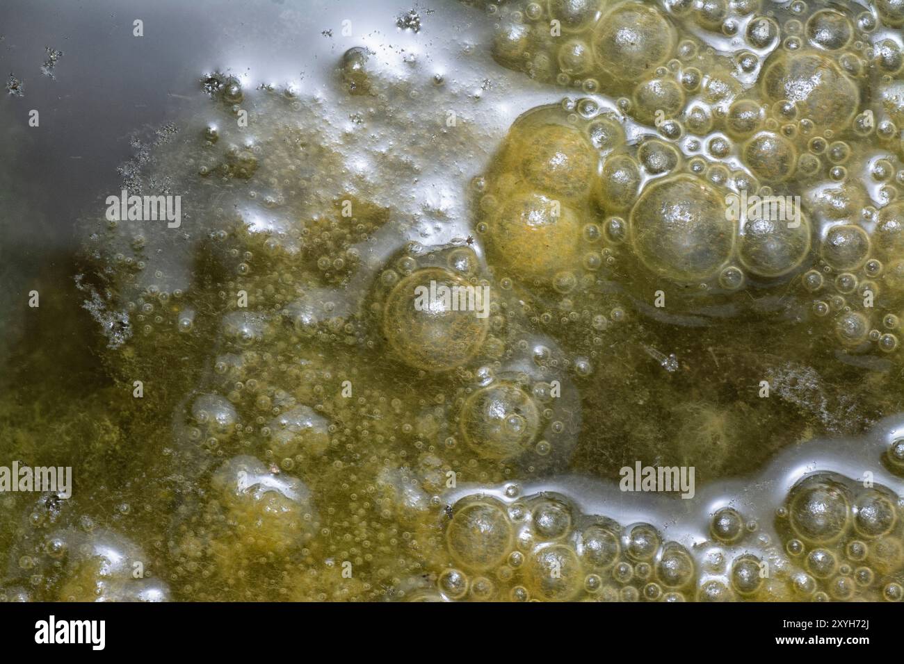 Green bubbles slimy algae floating on the surface of the water Stock ...