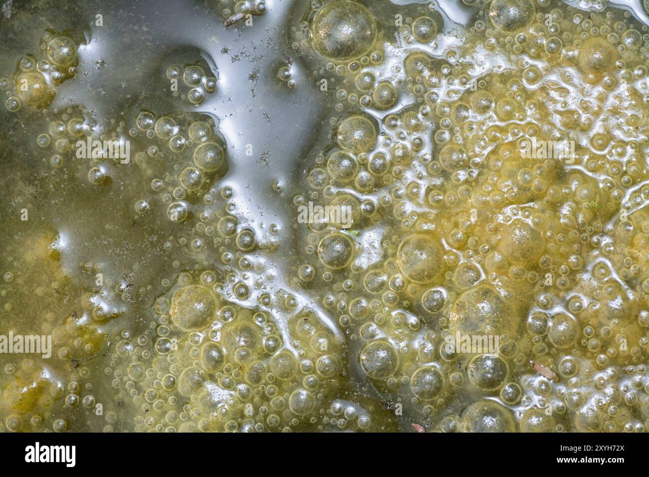 Green bubbles slimy algae floating on the surface of the water Stock ...