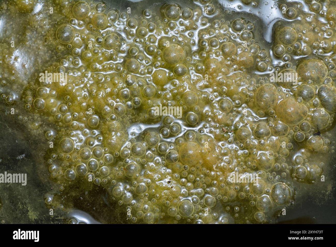 Green bubbles slimy algae floating on the surface of the water Stock ...