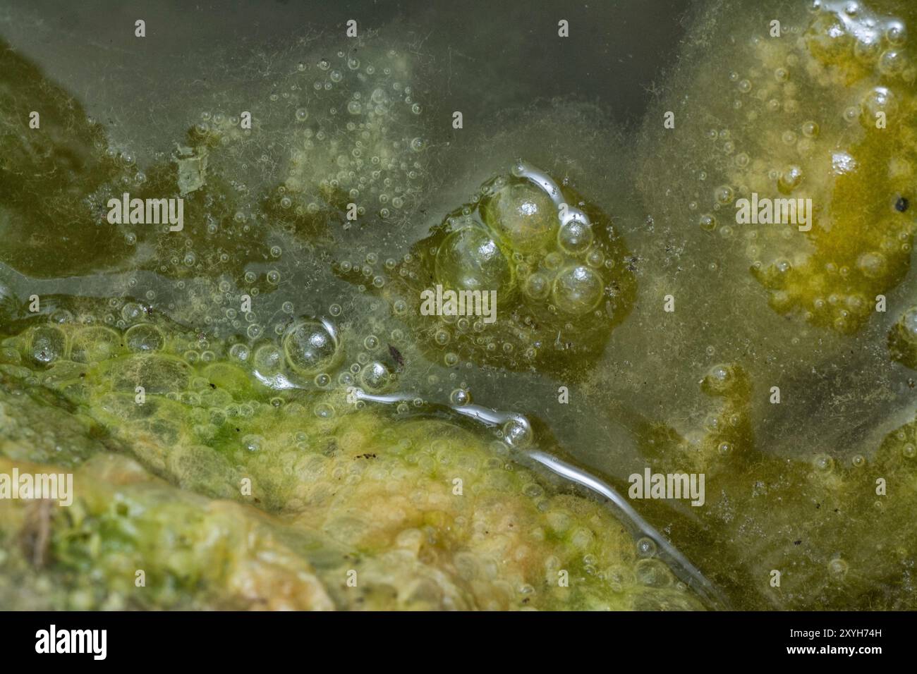 Green bubbles slimy algae floating on the surface of the water Stock ...