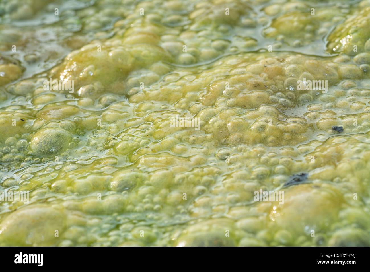 Green bubbles slimy algae floating on the surface of the water Stock ...