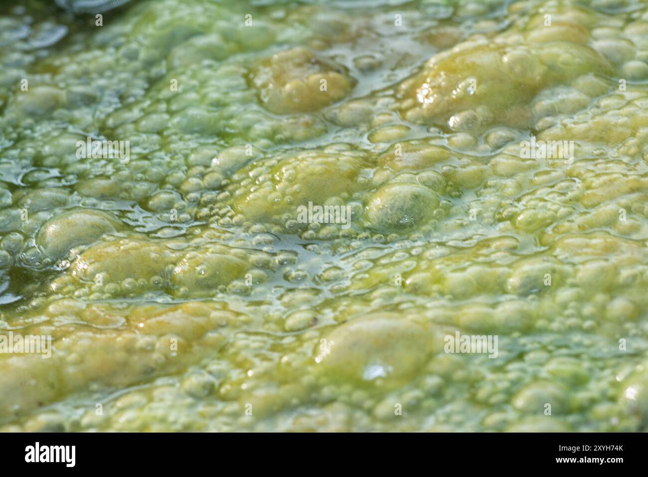 Green bubbles slimy algae floating on the surface of the water Stock ...