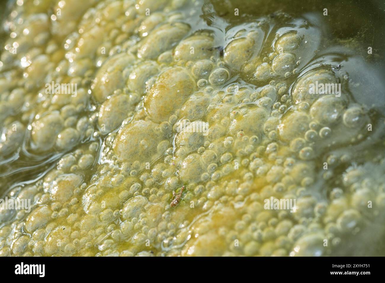 Green bubbles slimy algae floating on the surface of the water Stock ...