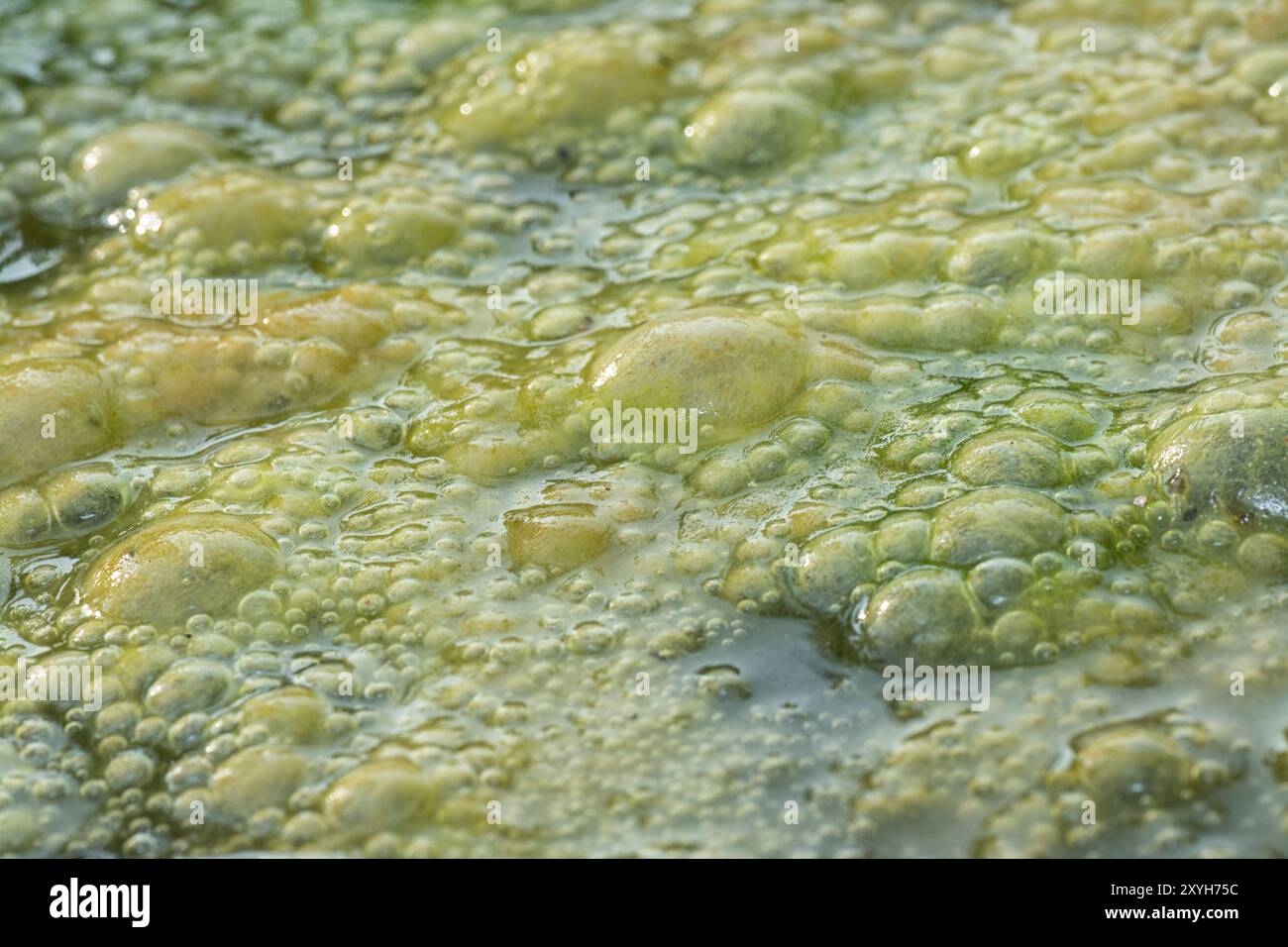 Green bubbles slimy algae floating on the surface of the water Stock ...