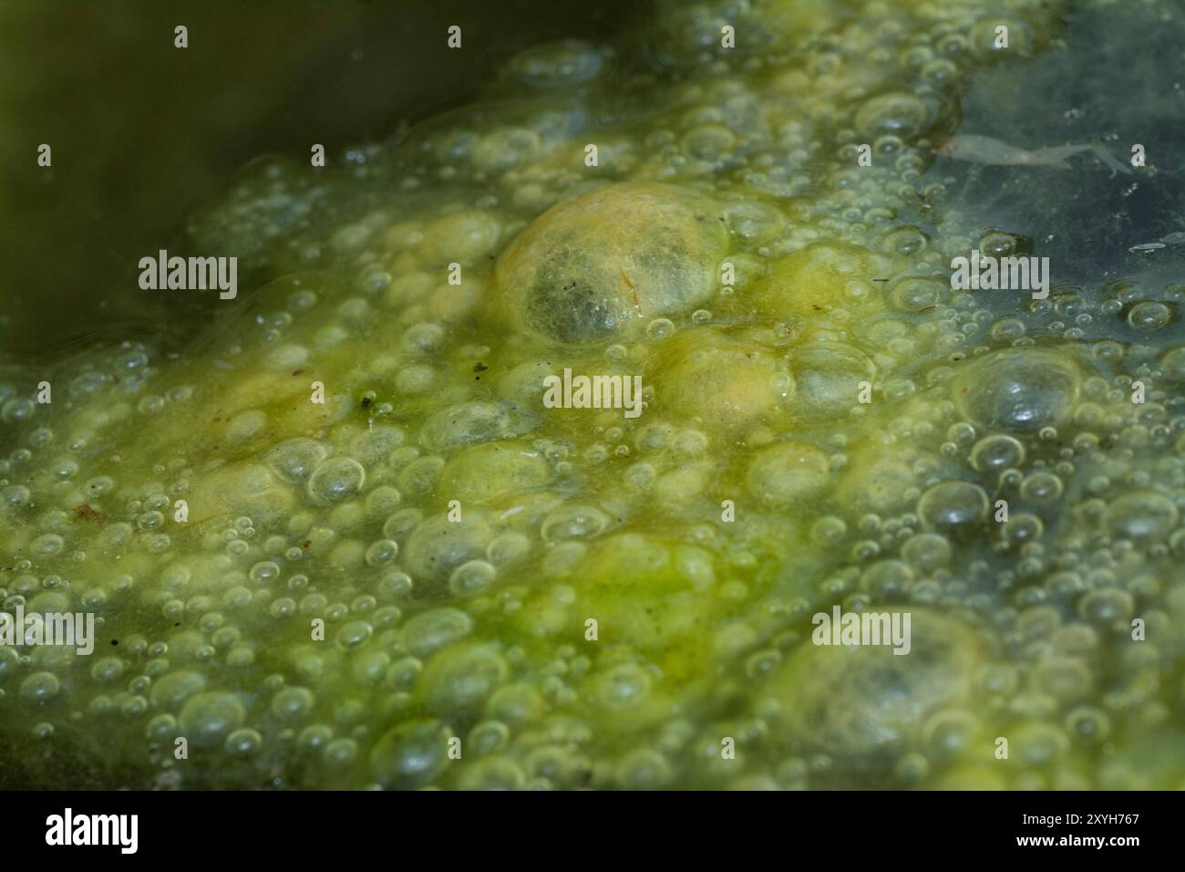 Green bubbles slimy algae floating on the surface of the water Stock ...