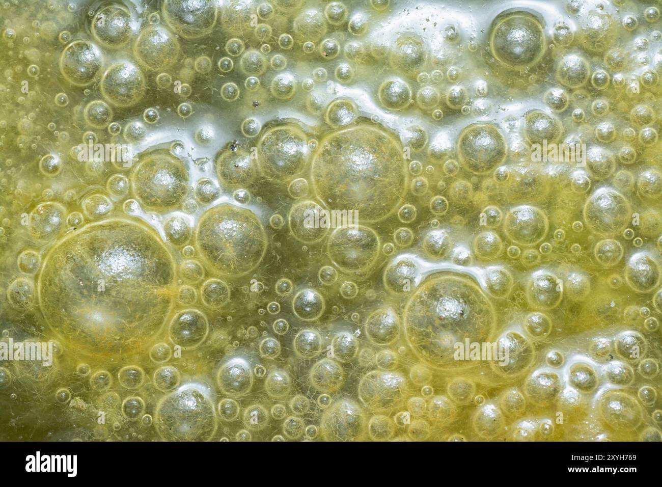 Green bubbles slimy algae floating on the surface of the water Stock ...
