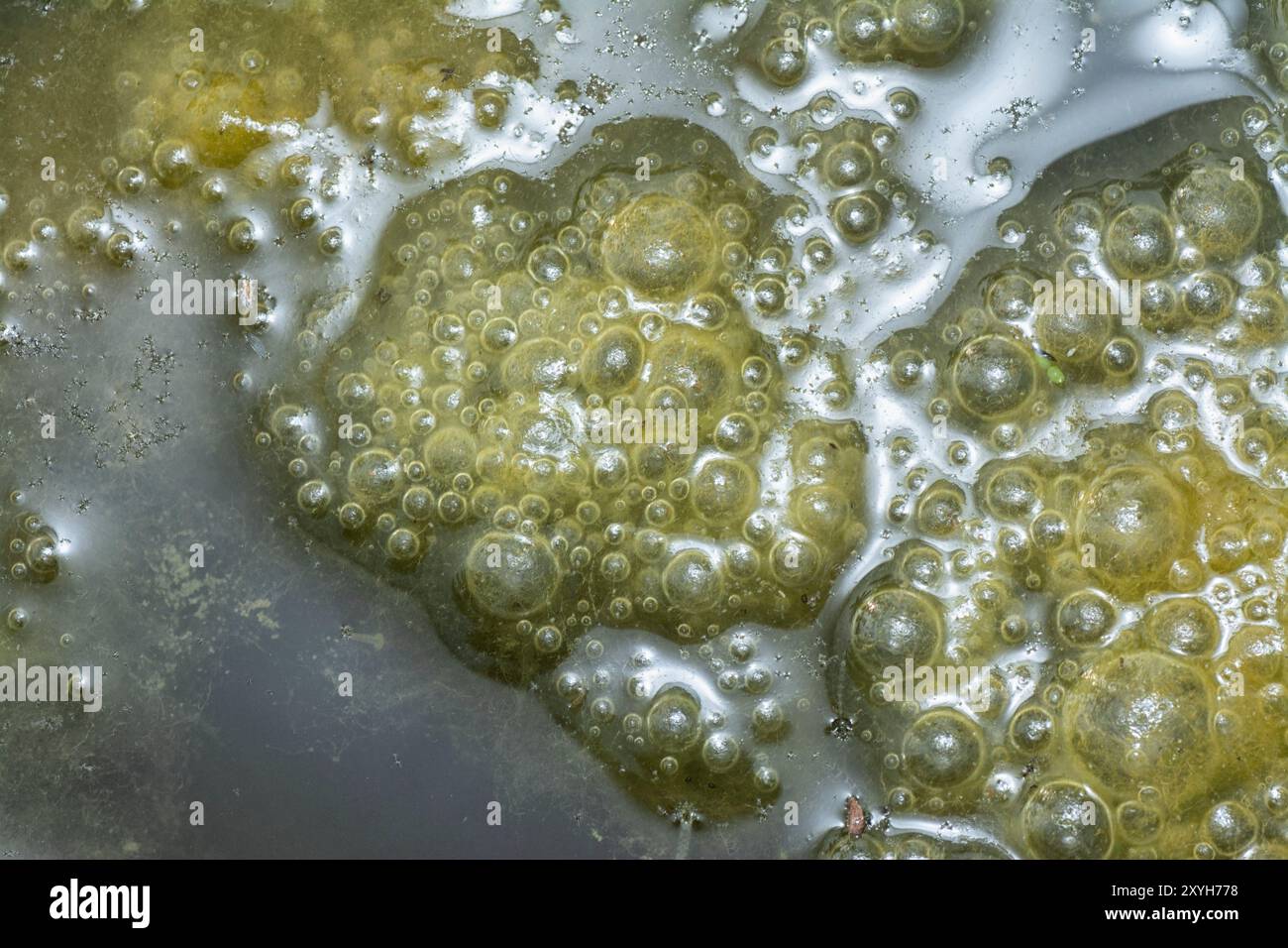 Green bubbles slimy algae floating on the surface of the water Stock ...