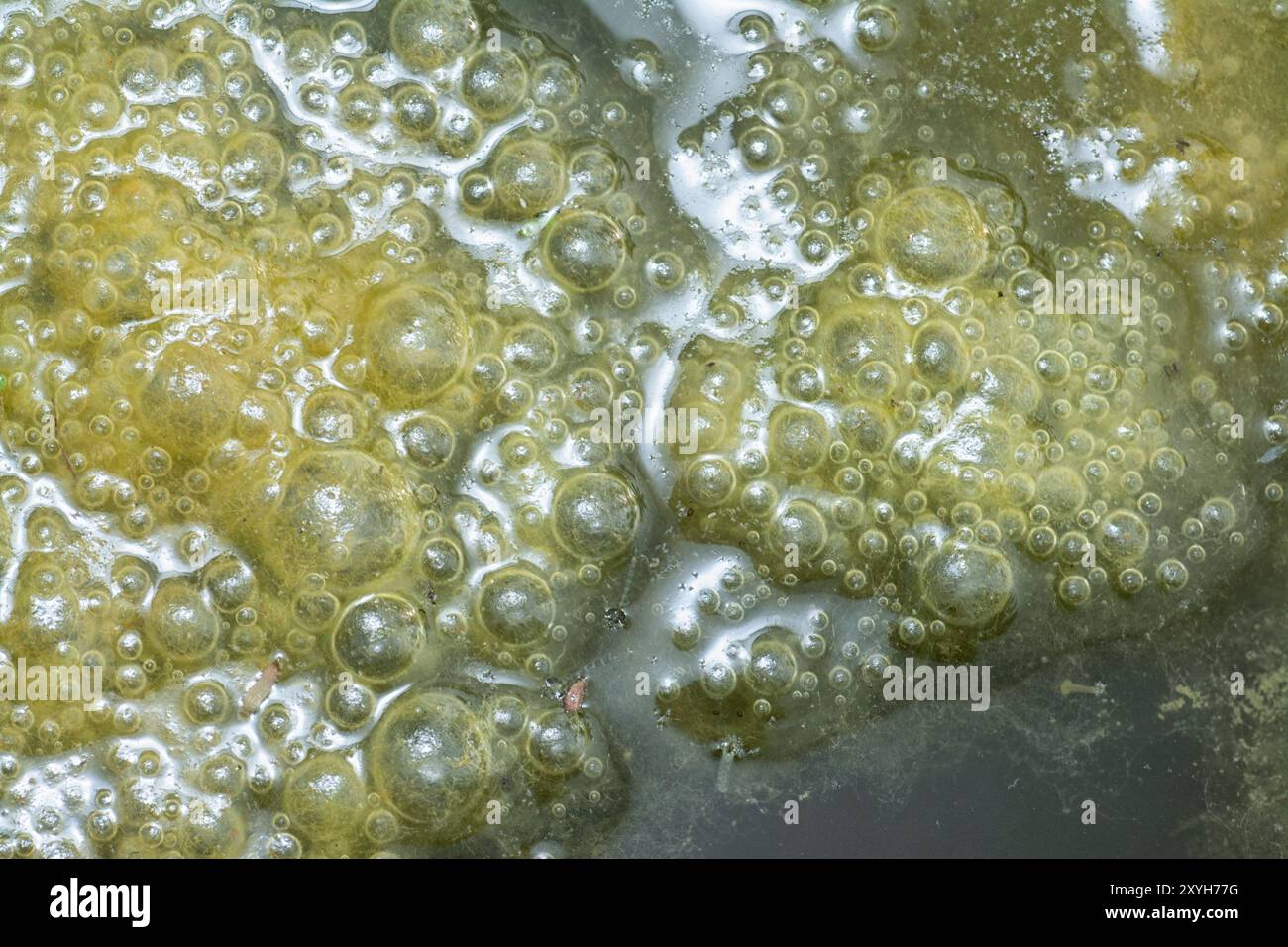 Green bubbles slimy algae floating on the surface of the water Stock ...