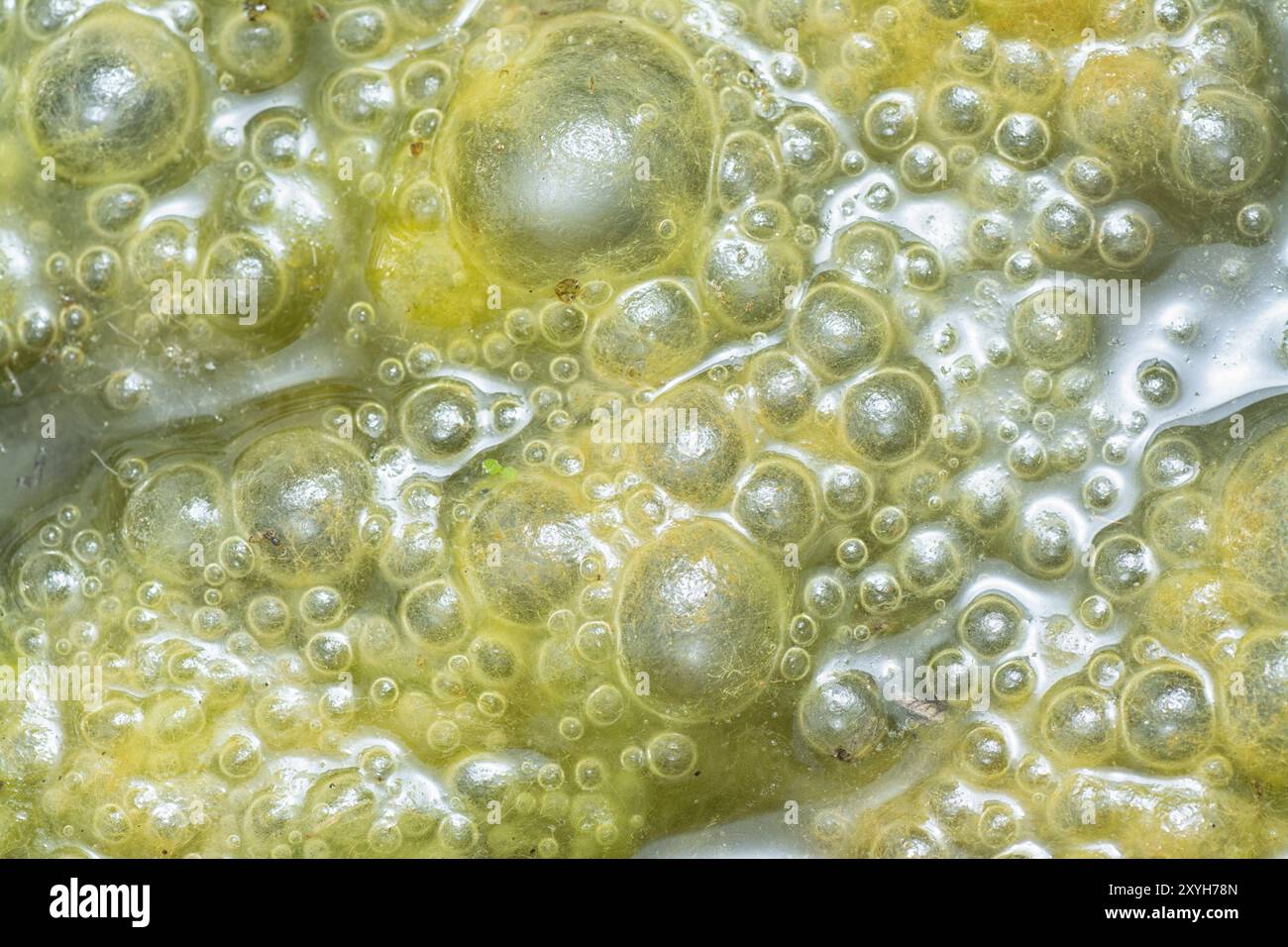 Green bubbles slimy algae floating on the surface of the water Stock ...