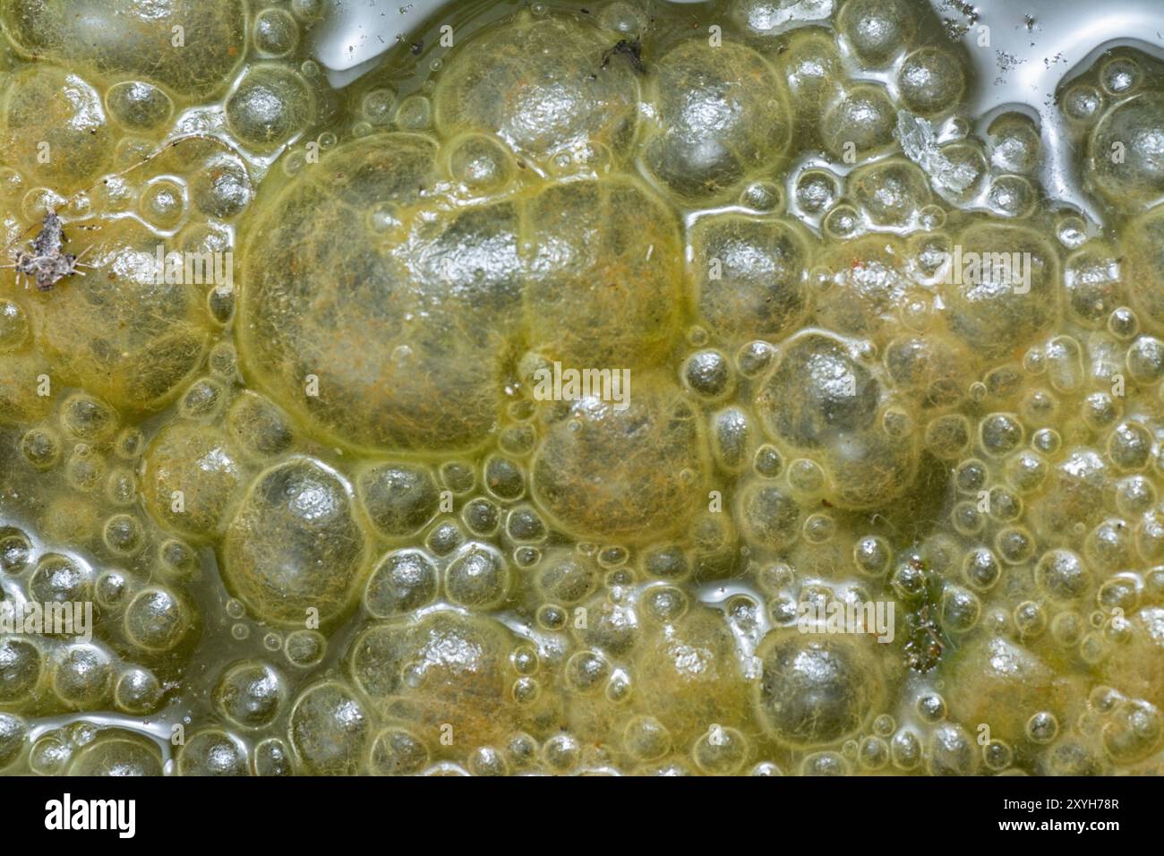 Green bubbles slimy algae floating on the surface of the water Stock ...