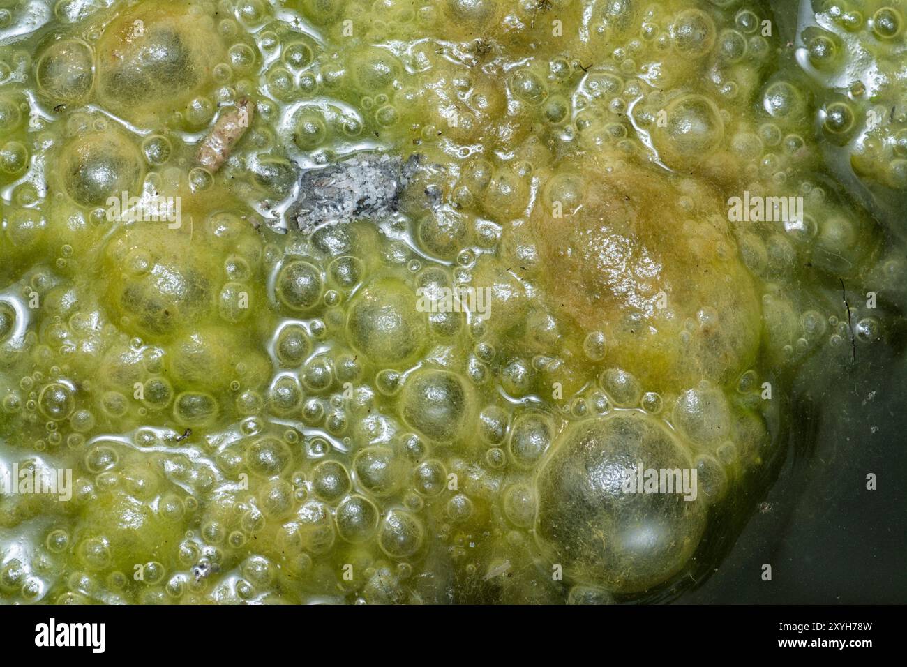 Green bubbles slimy algae floating on the surface of the water Stock ...