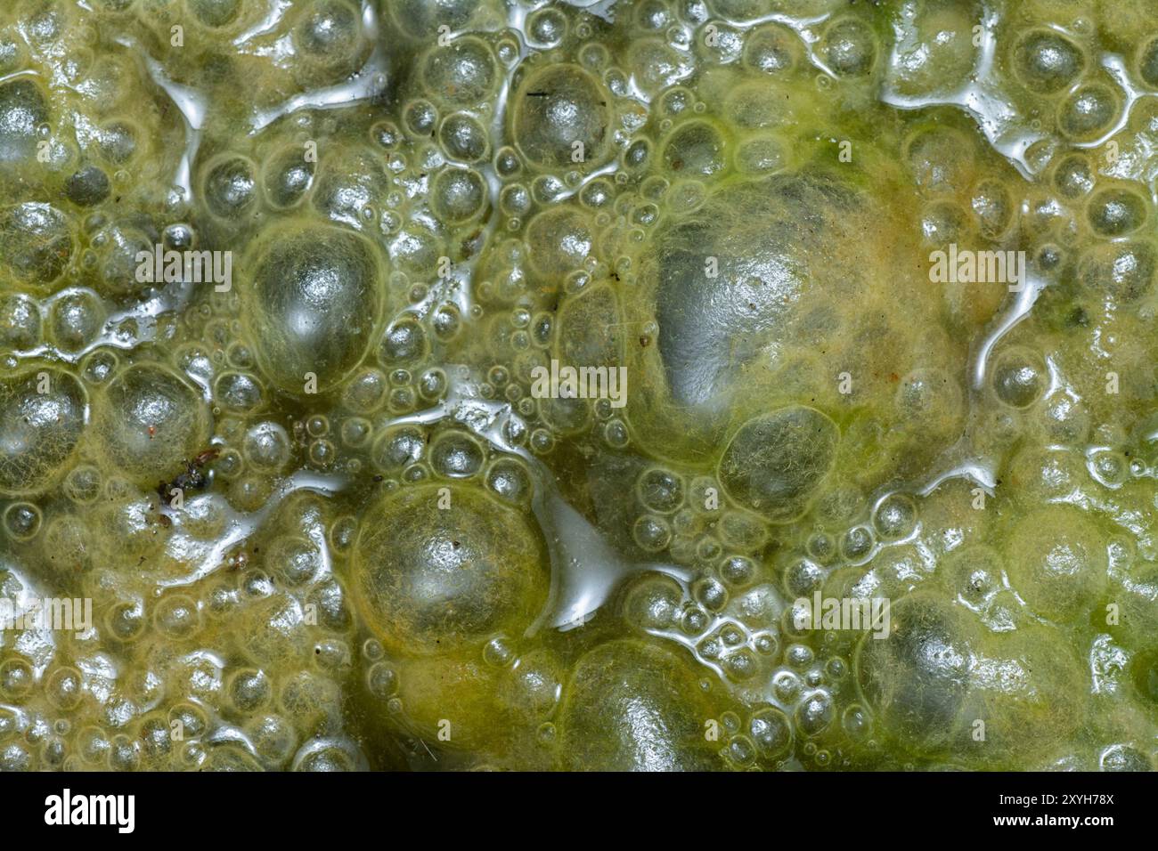 Green bubbles slimy algae floating on the surface of the water Stock ...