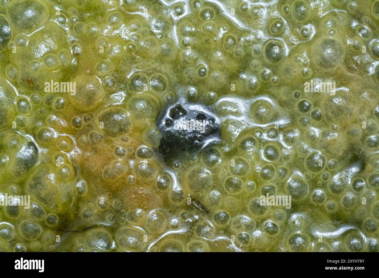 Green bubbles slimy algae floating on the surface of the water Stock ...
