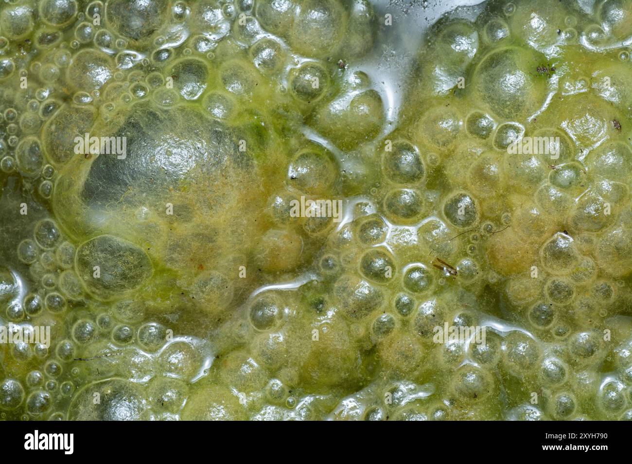 Green bubbles slimy algae floating on the surface of the water Stock ...