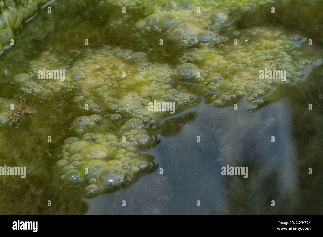 Green bubbles slimy algae floating on the surface of the water Stock ...