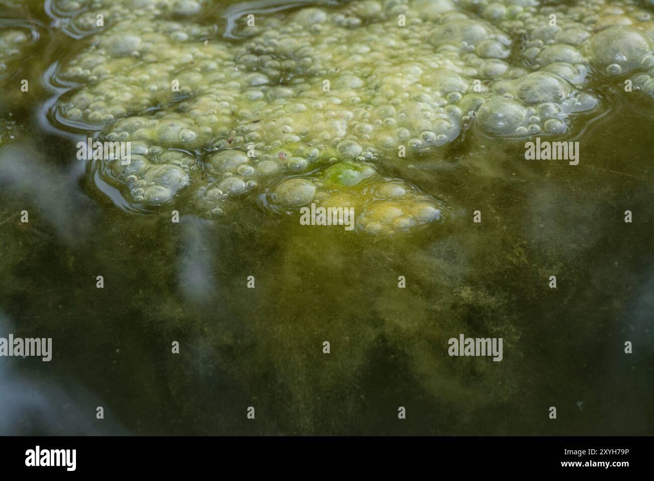 Green bubbles slimy algae floating on the surface of the water Stock ...