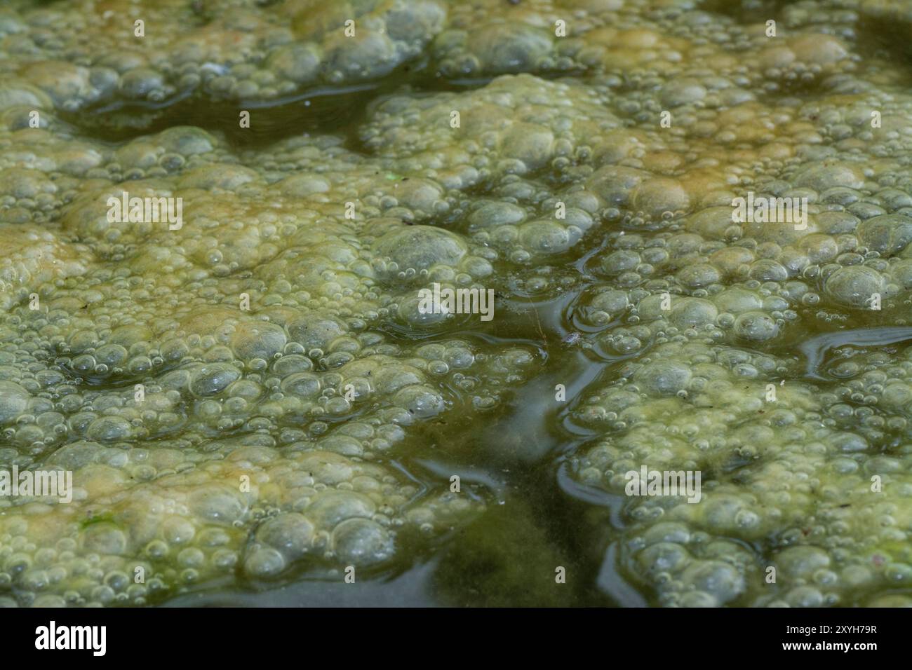 Green bubbles slimy algae floating on the surface of the water Stock ...